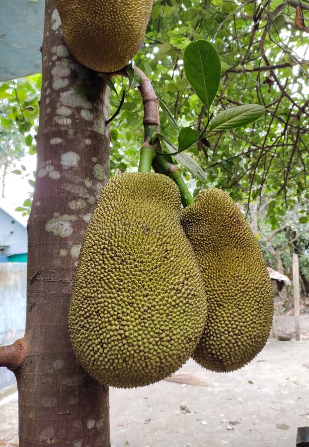 Jackfruit on a jack tree. stock image. Image of jackfruit - 184543419
