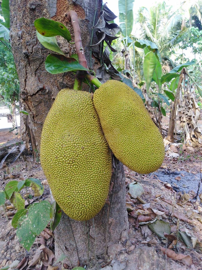 Jackfruit stock image. Image of natural, beauty, furit - 181054327