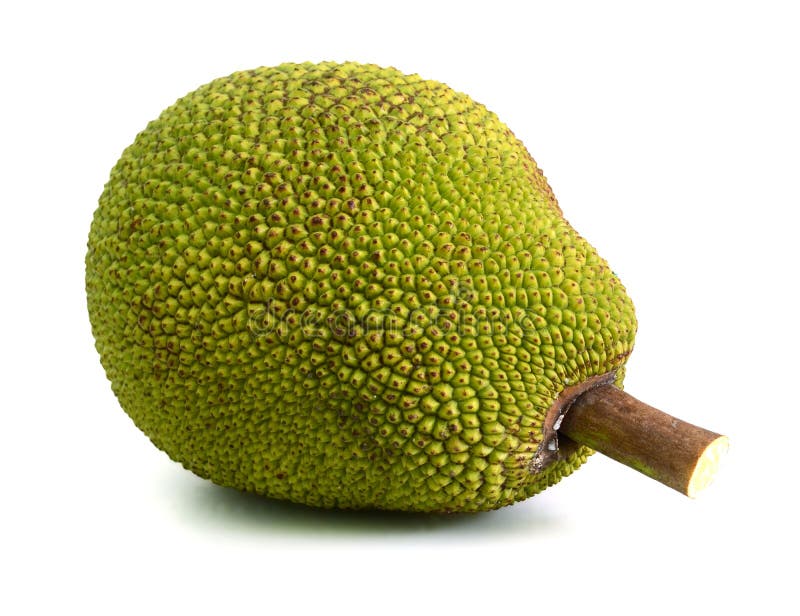 Jackfruit Tree Fruit Stock Illustrations – 168 Jackfruit Tree Fruit ...