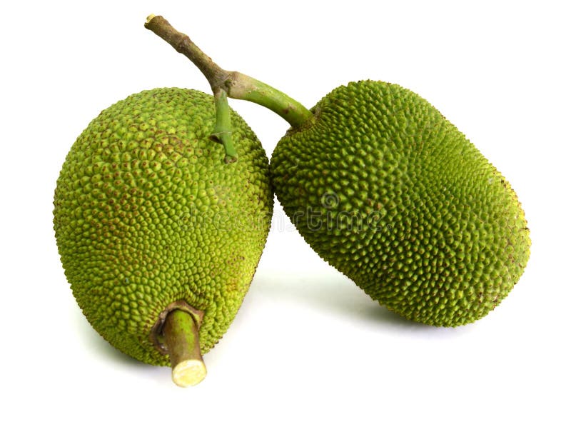 Jackfruit stock illustration. Illustration of yellow - 229803979