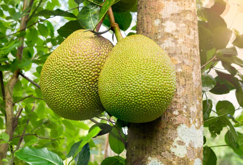 Jackfruit on the Jackfruit Tree Tropical Fruit on Nature with Leaf ...