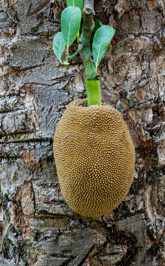 Jackfruit on Jackfruit Trunk Stock Photo - Image of summer, healthy ...