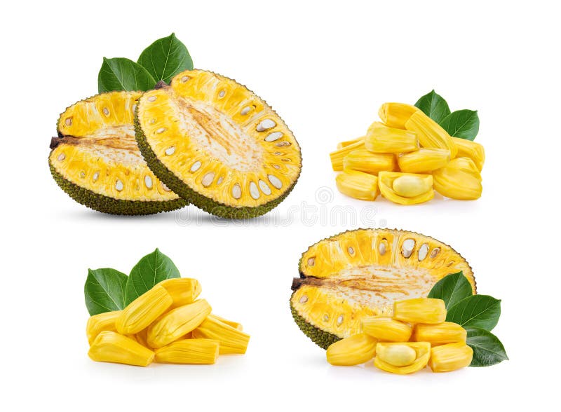 Jackfruit with Leaf Isolated on White Stock Photo - Image of ...