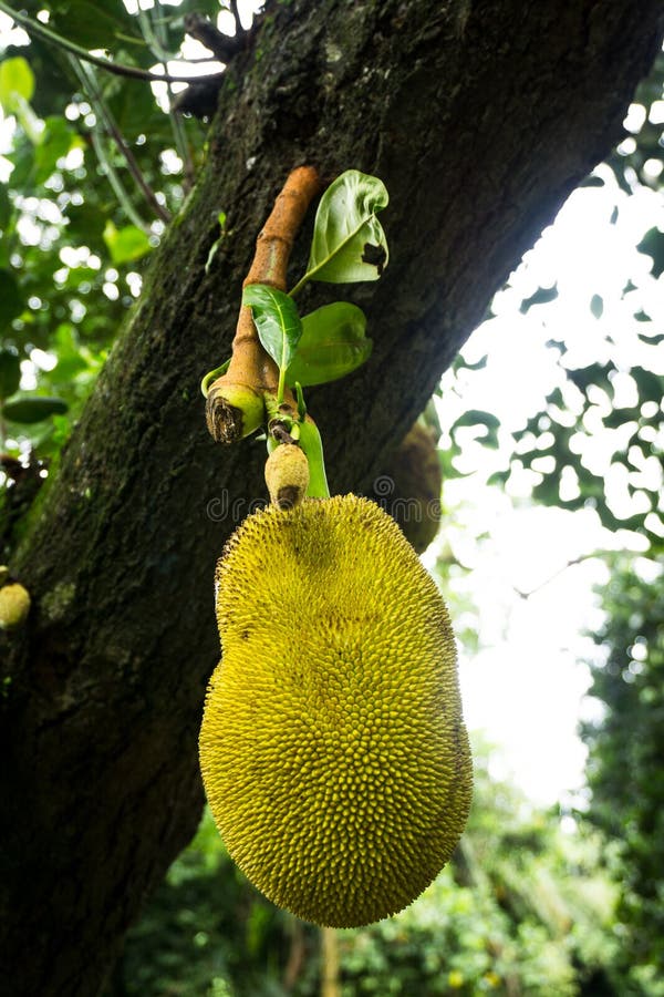 Jackfruit with Leaf Still Hanging on the Tree Photo Taken in Jakarta ...