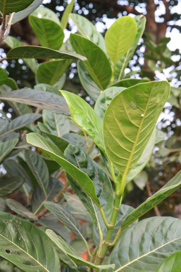 Jackfruit Leaf Stock on Tree Stock Photo - Image of healthy, botany ...