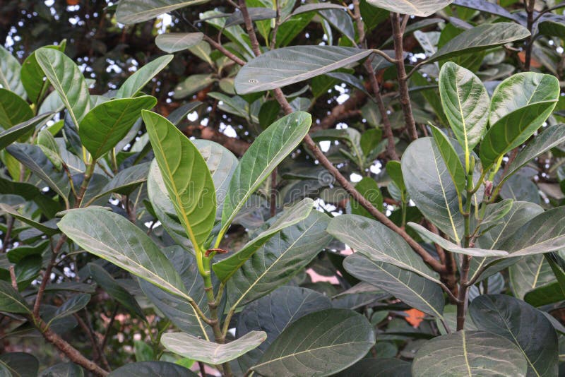Jackfruit Leaf Stock on Tree Stock Image - Image of background ...