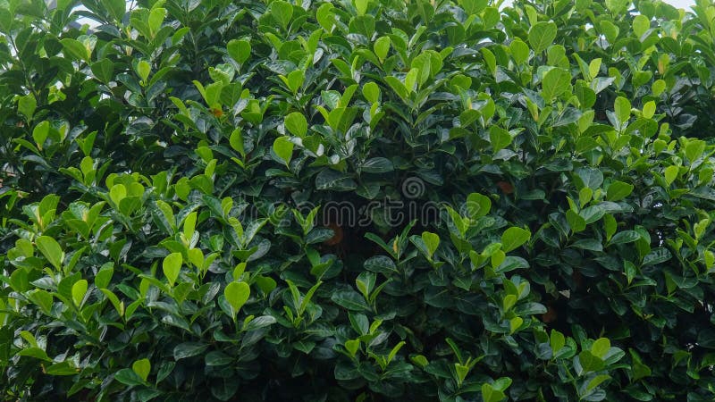 Jackfruit Leaf Texture, Shape and Pattern Stock Image - Image of ...