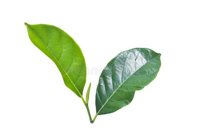 Jackfruit Leaves Foliage Tropical Texture Natural White Stock Image ...