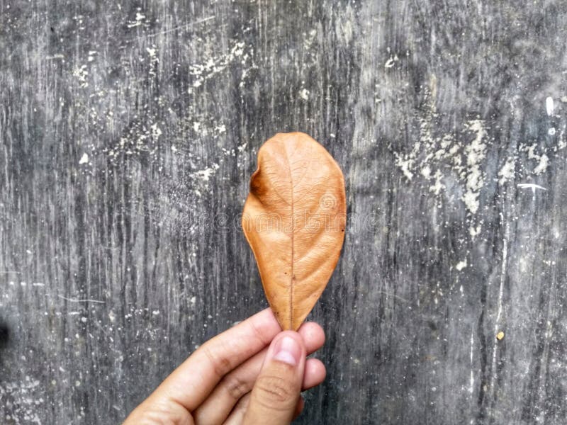 Jackfruit leaves stock image. Image of extract, brown - 345822775