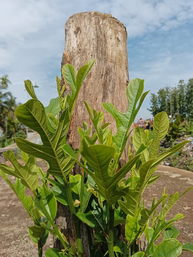 Jackfruit leaves stock image. Image of tree, leaves - 269545285