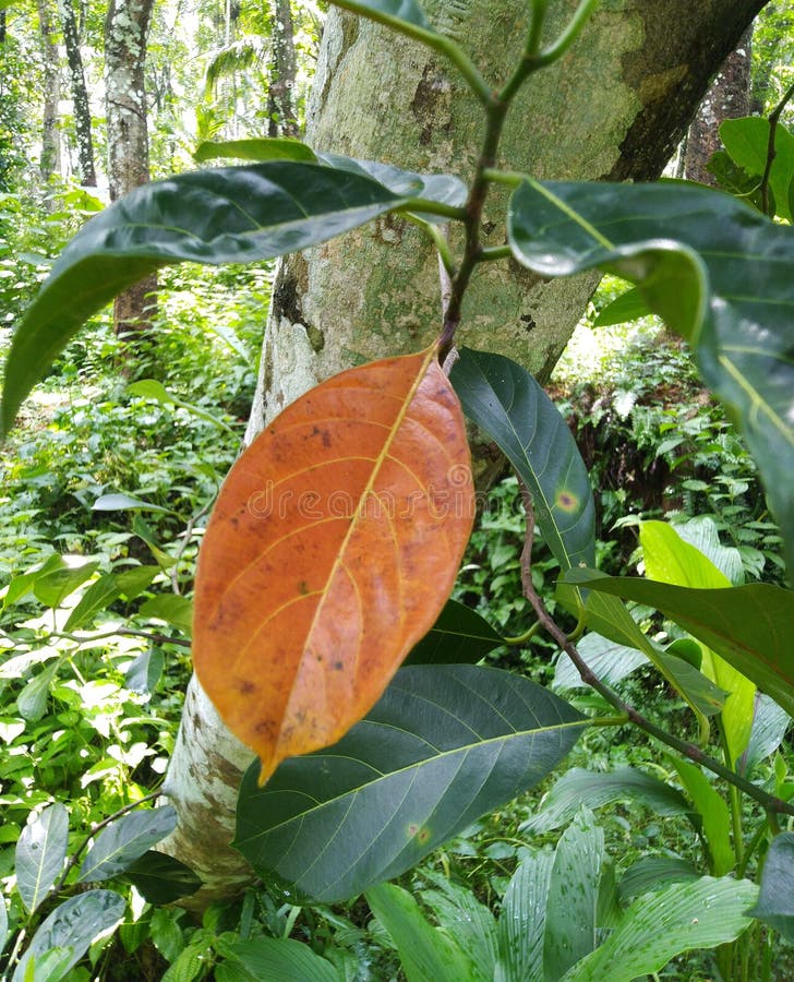Orange Jackfruit Leaf Isolated Stock Photo - Image of macro, color ...