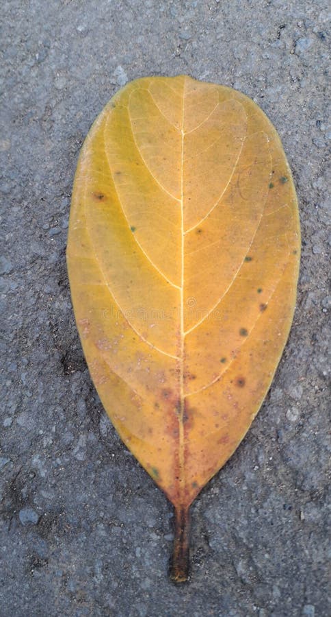 945 Fall Design Leaves Logo Stock Photos - Free & Royalty-Free Stock ...