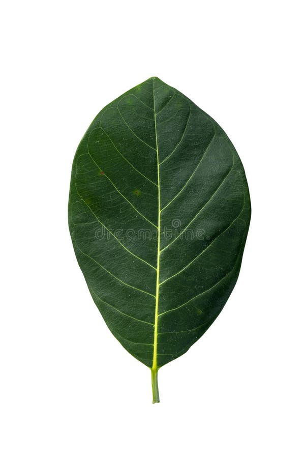 Close Up Jackfruit Leaves on White Background Stock Photo - Image of ...