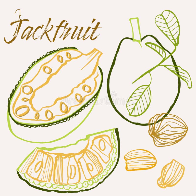 Jackfruit Element Stock Illustrations – 255 Jackfruit Element Stock ...