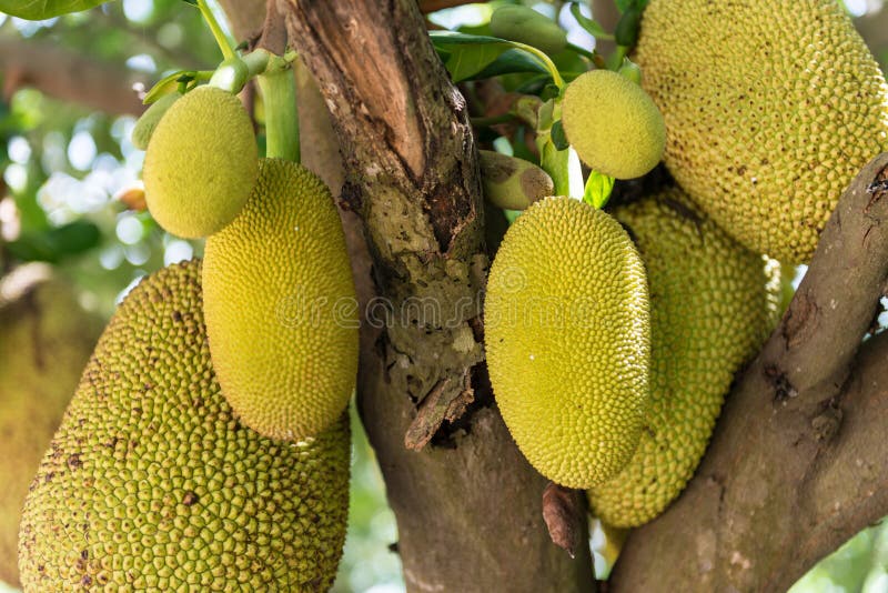 Jackfruit stock image. Image of organic, crop, macro - 33383373