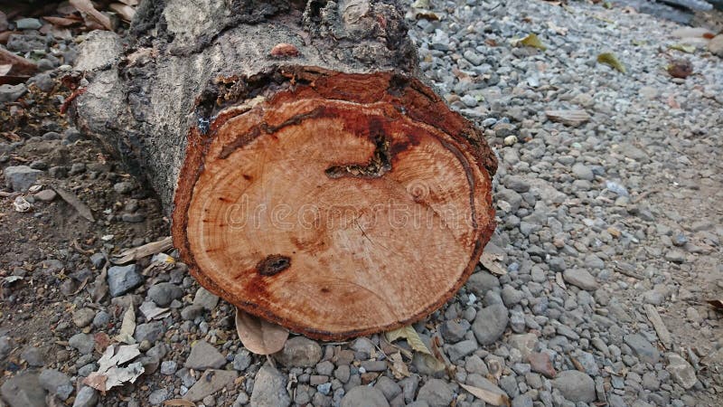 Jackfruit Logs on Gravel, Wood Texture Stock Image - Image of object ...