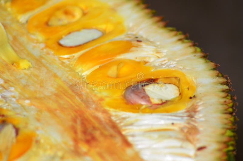 Jackfruit Macro Photography Stock Image - Image of macro, orange: 185445991