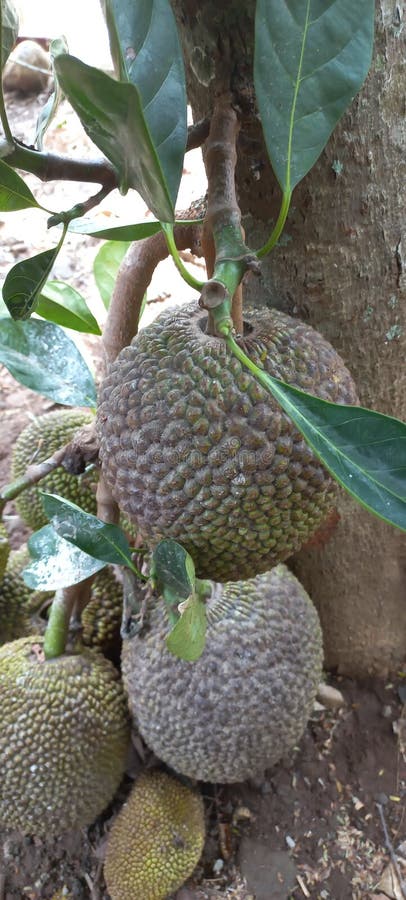 Jackfruit is the Name of a Type of Tree, As Well As Its Fruit ...
