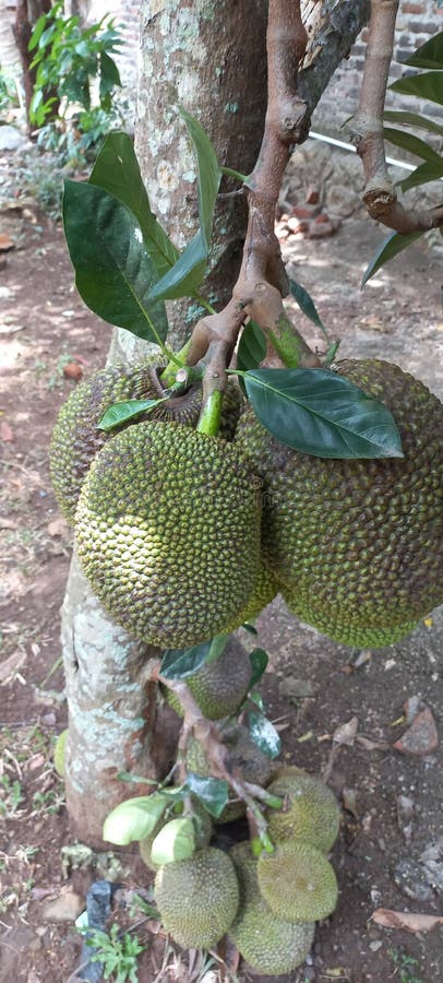 Jackfruit is the Name of a Type of Tree, As Well As Its Fruit ...