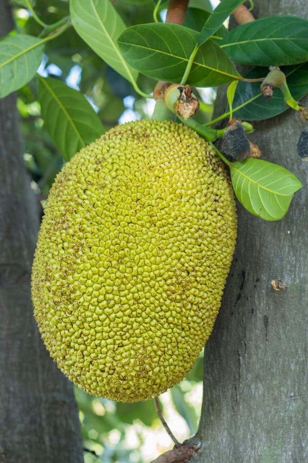 The jackfruit in nature stock image. Image of texture - 86890185