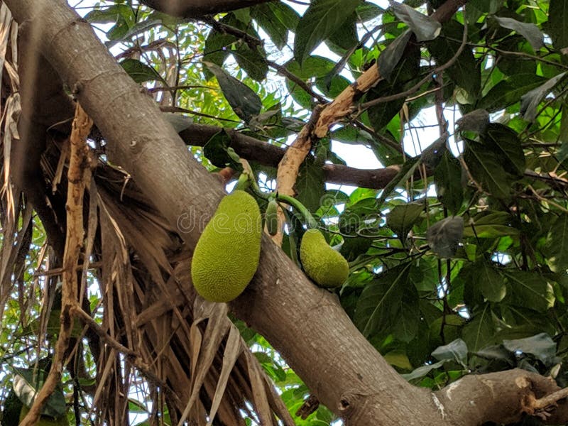 Phanas Tree Stock Photos - Free & Royalty-Free Stock Photos from Dreamstime