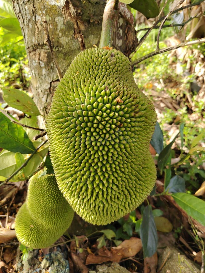 Jackfruit stock image. Image of tree, leaf, vegetable - 351453473