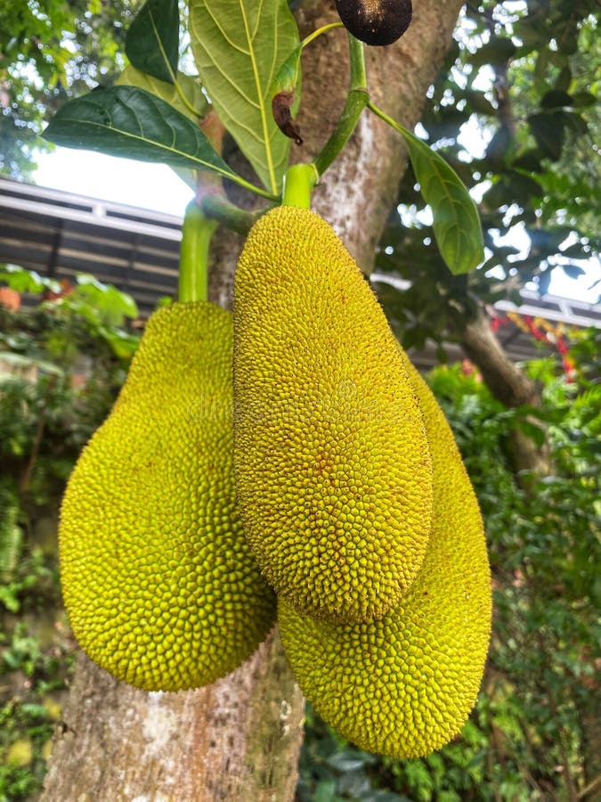 1,561 Jackfruit Flower Stock Photos - Free & Royalty-Free Stock Photos ...