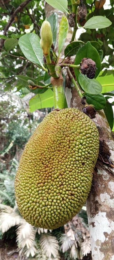 Jackfruit that is Quite Large but Still Waiting To Be Ripe Stock Photo ...