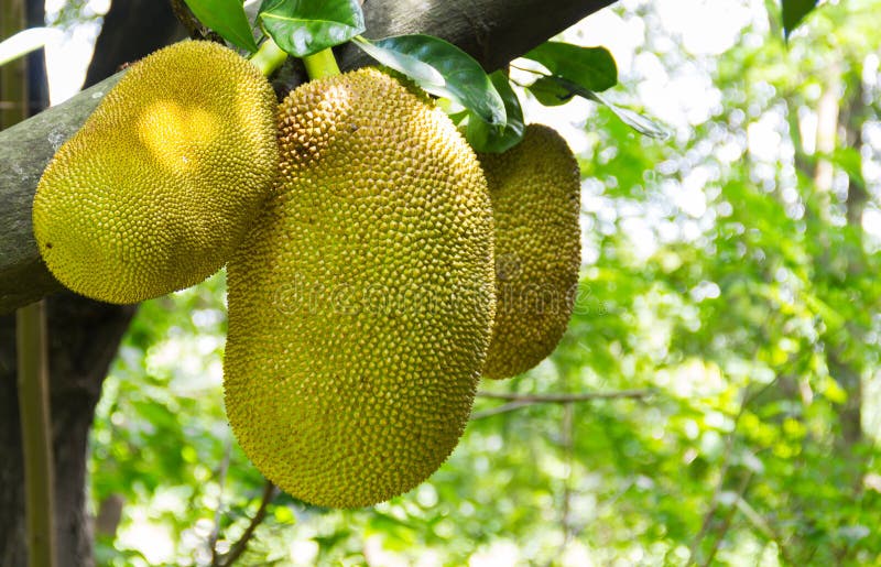 Jackfruit on tree. stock photo. Image of plant, delicious - 119575054