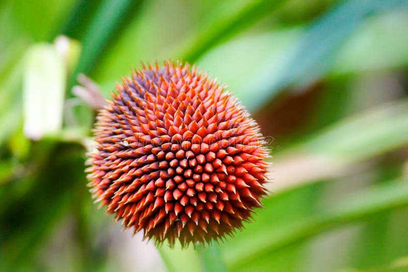 Jackfruit red on tree stock image. Image of fresh, color - 126543735