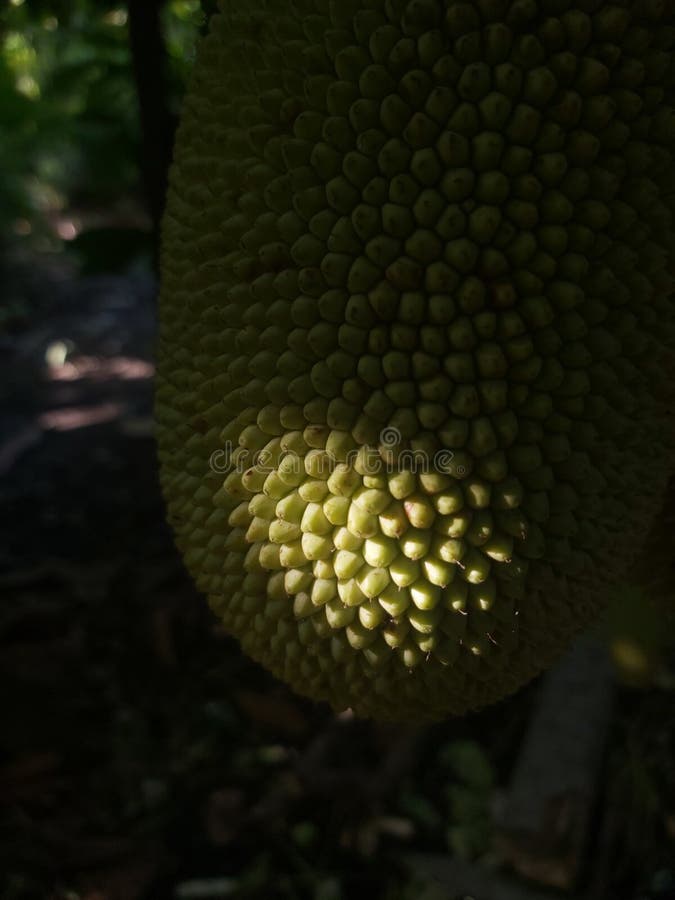 Jackfruit is almost Ripe and Exposed To the Sun Stock Photo - Image of ...