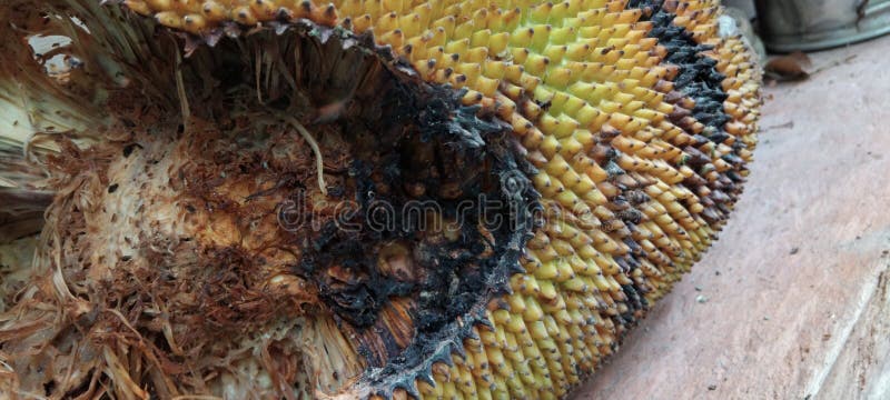 Jackfruit Rots Due To Pests Stock Image - Image of jackfruit, rots ...