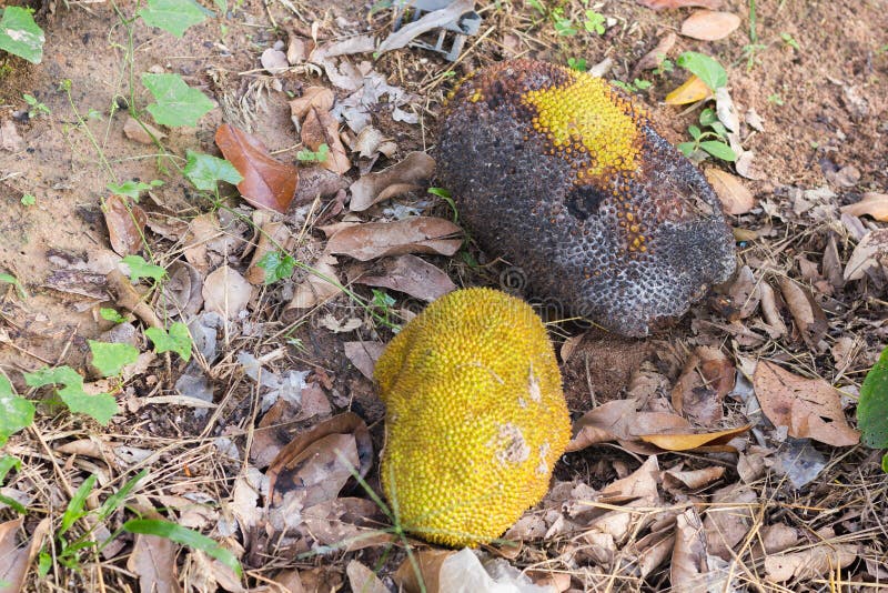 Rotten jackfruit on straw stock image. Image of food - 41603753