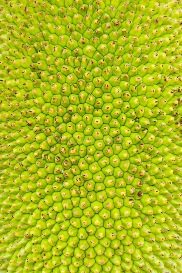 Jackfruit stock image. Image of macro, jack, color, agriculture - 88305941
