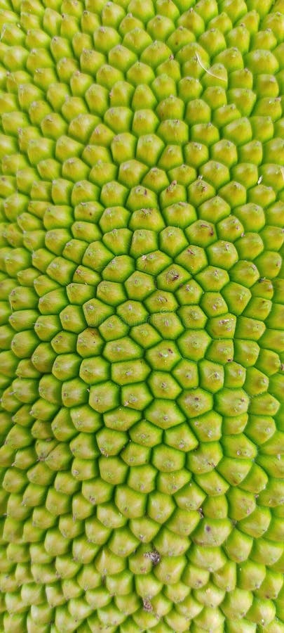 Jackfruit screen pattern stock photo. Image of crop - 248529870