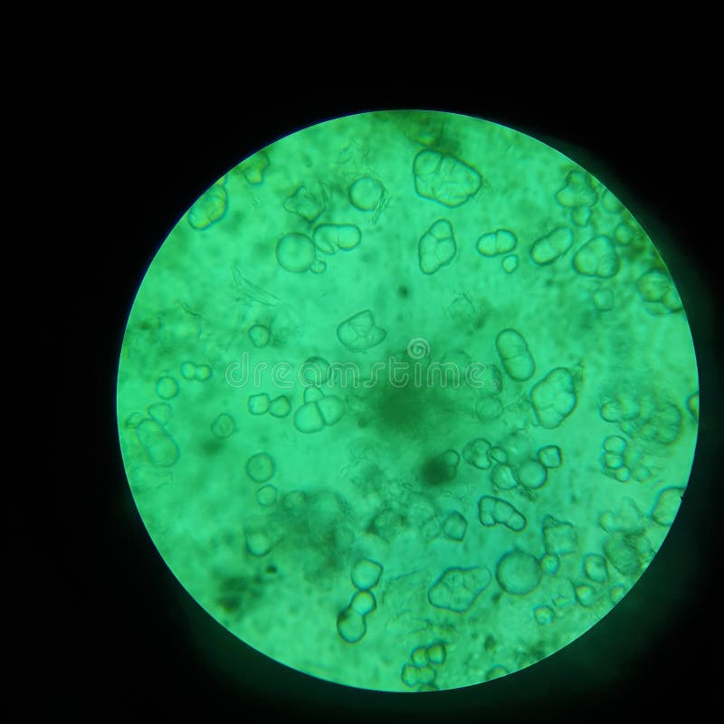 505 Microscope Particles Stock Photos - Free & Royalty-Free Stock ...