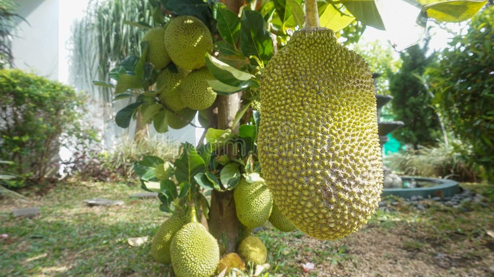 Nuts Short Palm Tree Stock Photos - Free & Royalty-Free Stock Photos ...