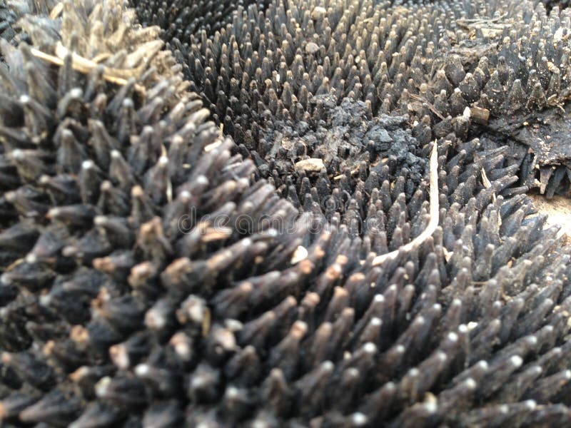 Jackfruit skin stock photo. Image of tropicalfruit, started - 210166772