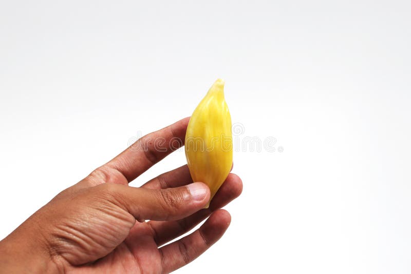 Close-up View of Hand Holding a Jackfruit Slice on White Background ...