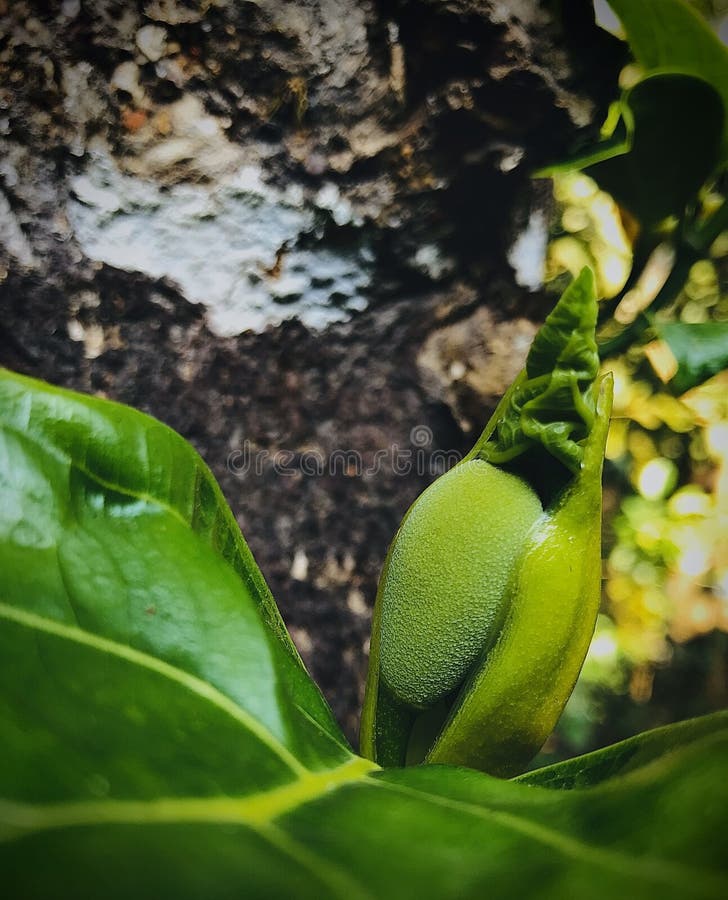 Jackfruit, Small Jackfruit on Jackfruit Tree Stock Image - Image of ...