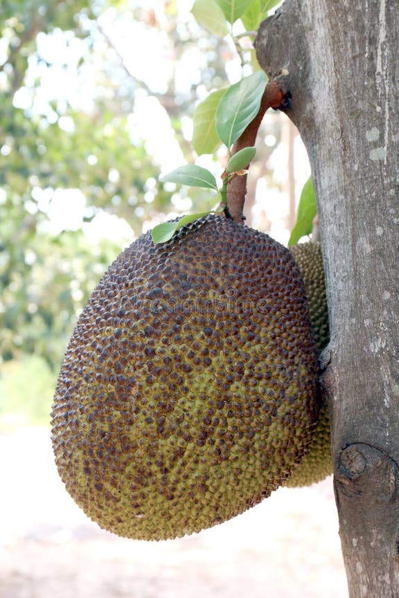 Jackfruit, Small Jackfruit on Jackfruit Tree Stock Photo - Image of ...