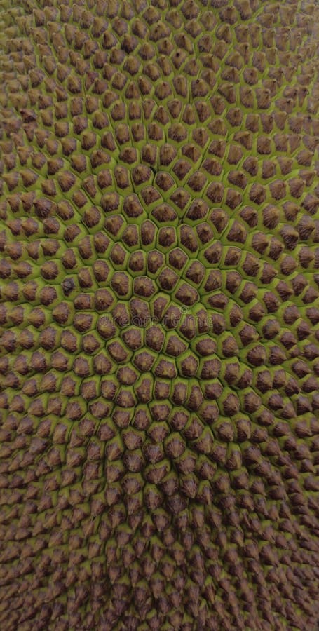 Jackfruit, Spiny Outer Skin, Close-up View Stock Photo - Image of ...