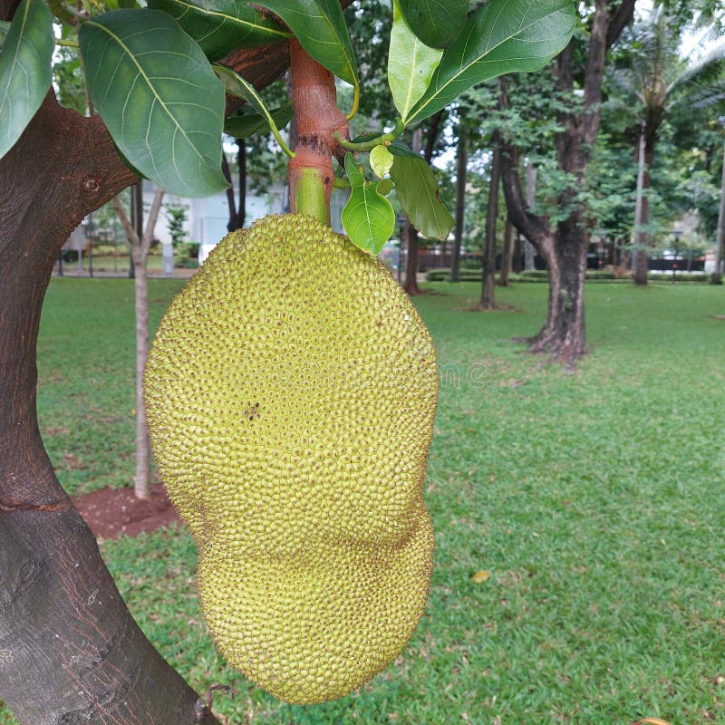 Jackfruit that is Starting To Ripen and Ready To Be Picked Stock Photo ...
