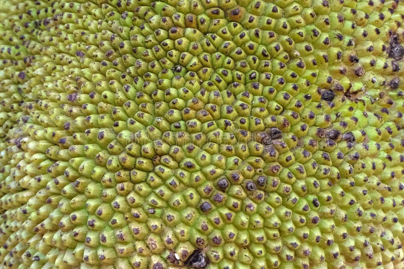 Jackfruit Texture Background Stock Image - Image of peel, surface ...