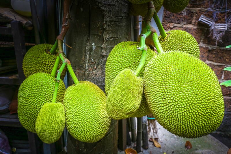 Jackfruit on tree stock image. Image of healthy, summer - 127945525