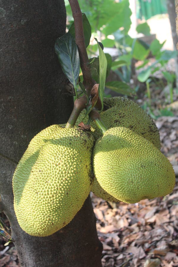 Jackfruit with tree stock image. Image of wildflower - 179883769