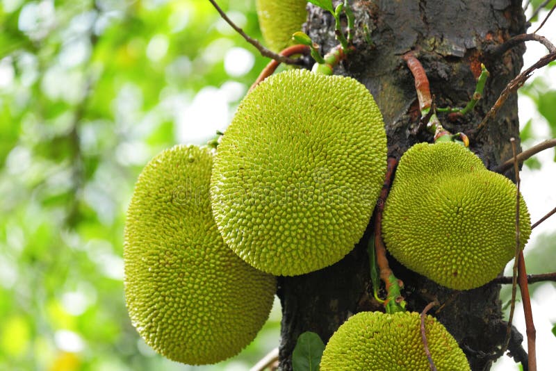 Jackfruit on tree stock image. Image of fruit, vietnam - 20324879