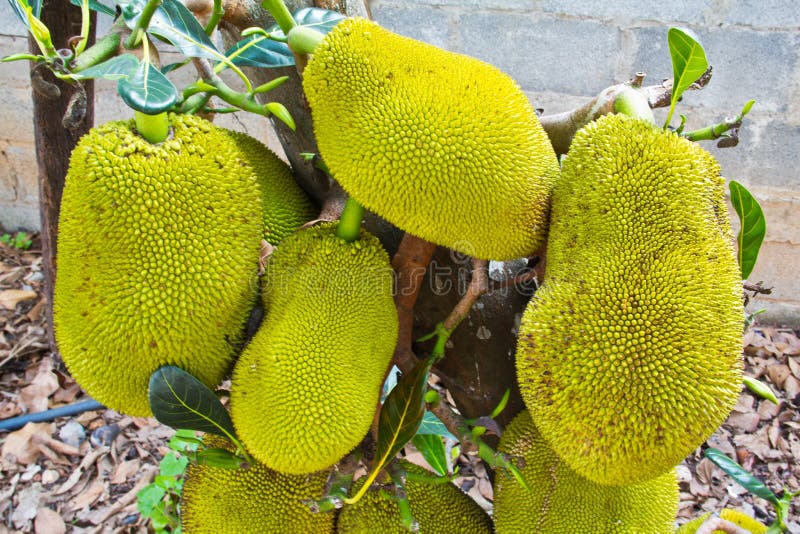 Jackfruit on the tree stock photo. Image of exoticism - 24654166