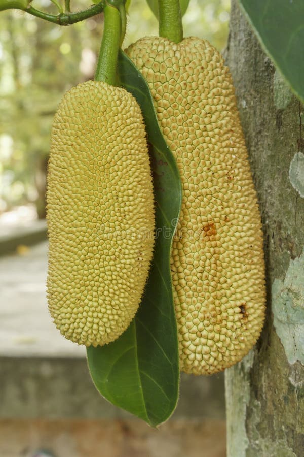 Jackfruit on the tree stock image. Image of hanging, tropical - 25641027