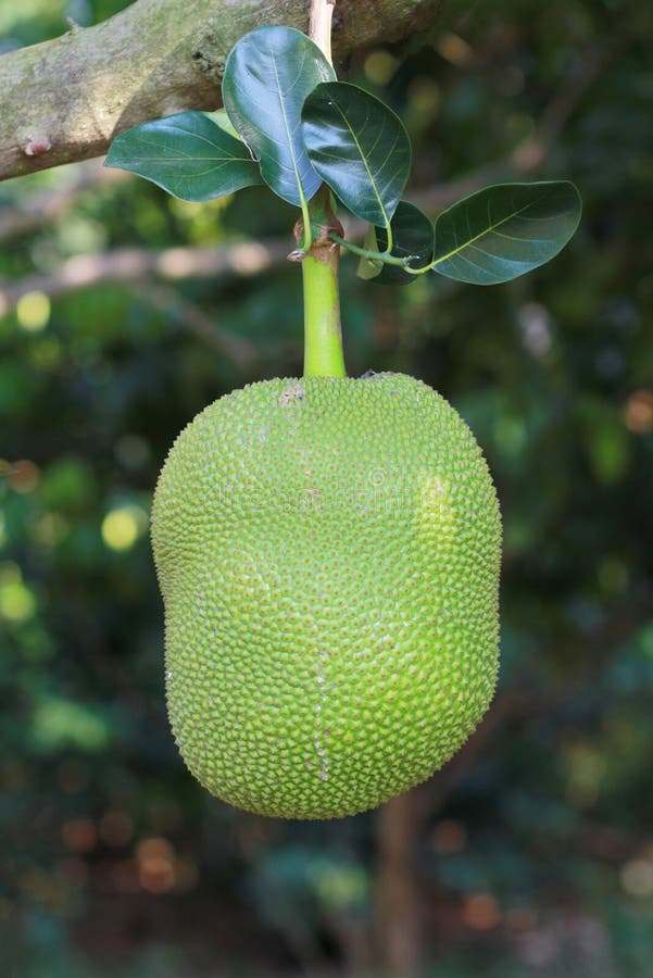 Jackfruit on tree stock image. Image of closeup, green - 75014297